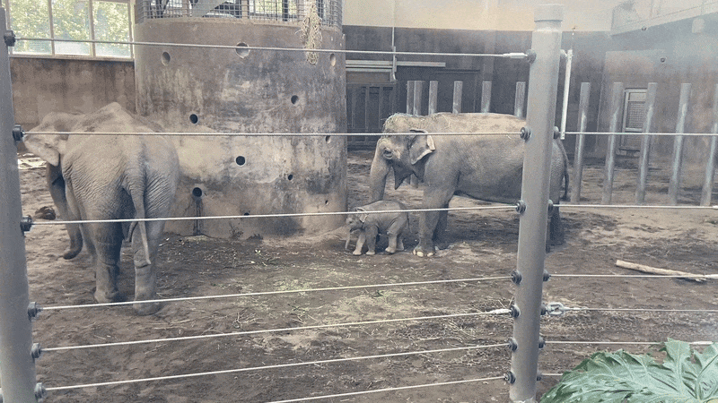 See baby elephant Tula-Tu at the Oregon Zoo - Axios Portland