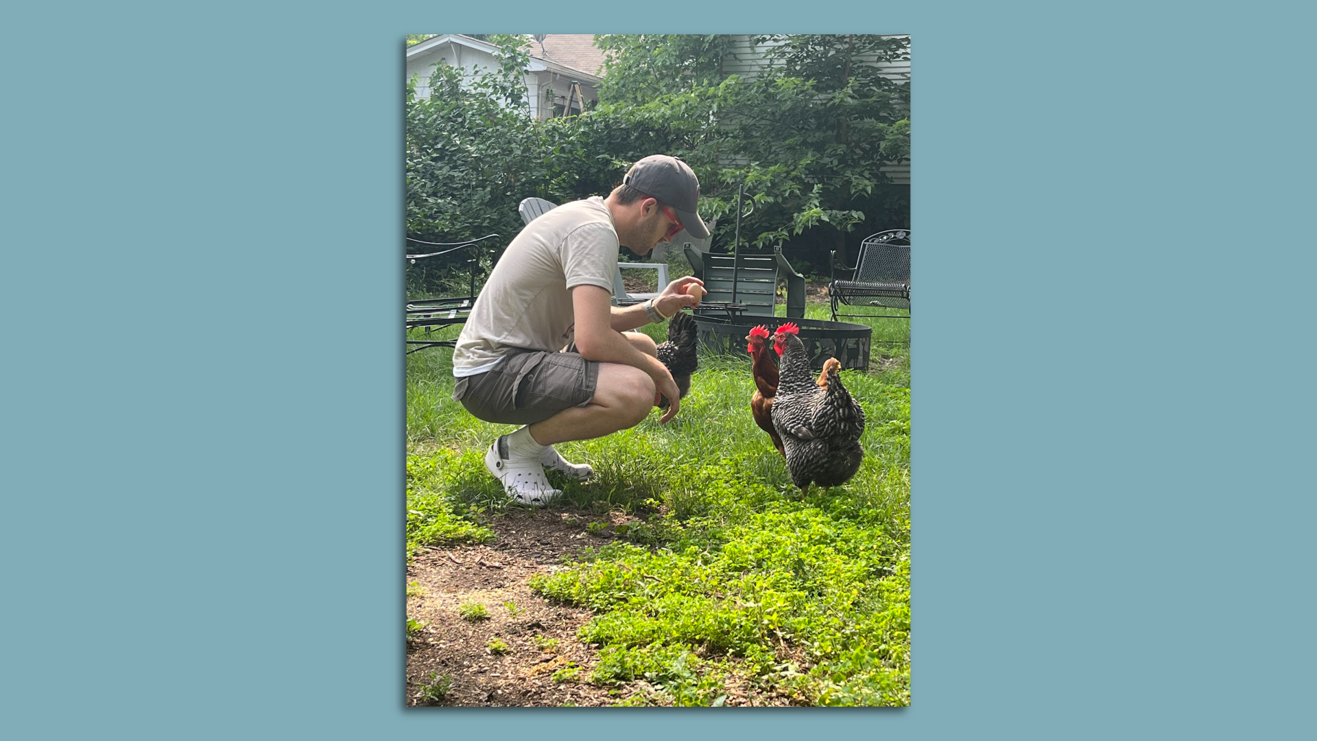 Twin Cities flock-sitting service provides backup to backyard chicken ...