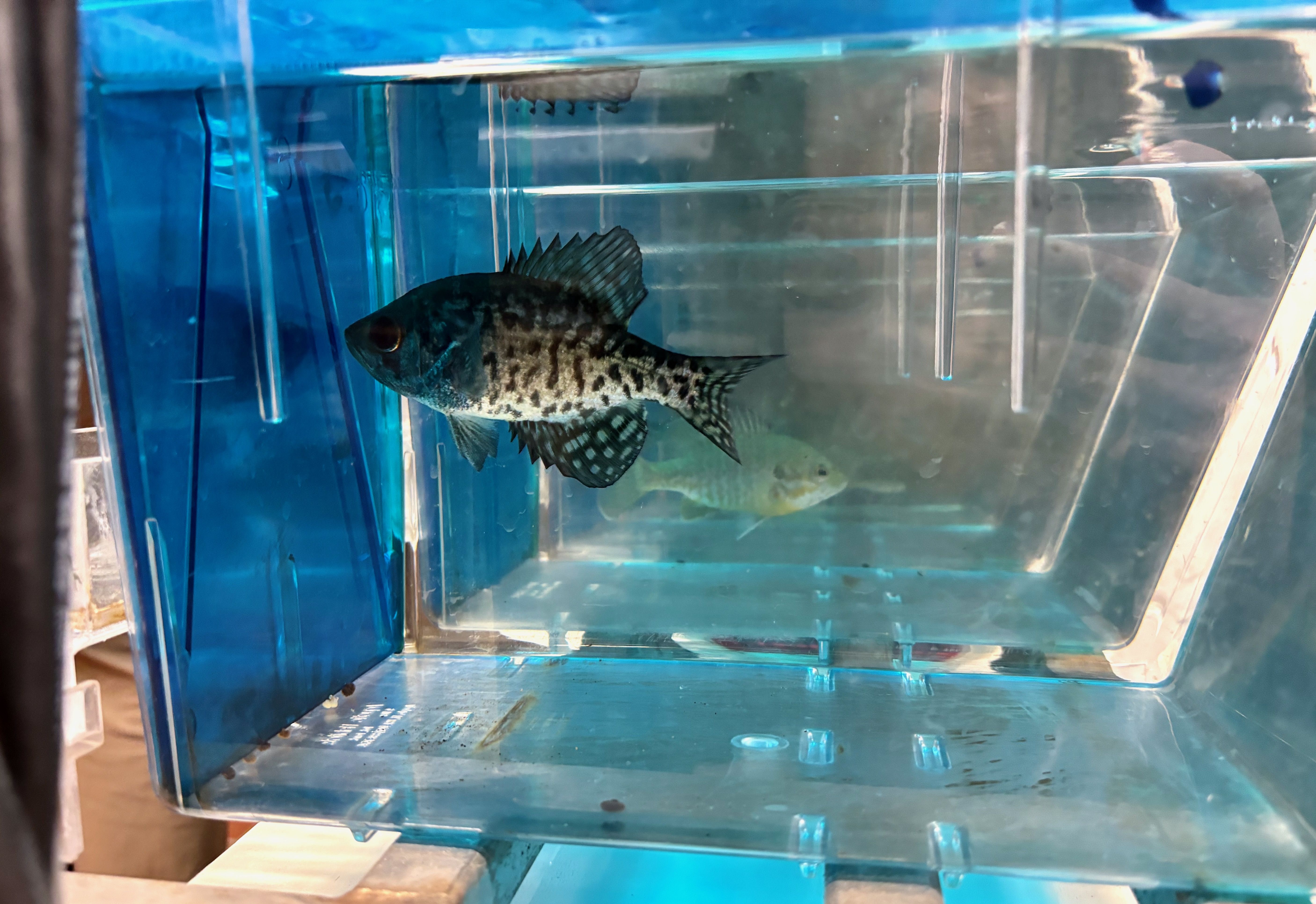 How Ohio is helping save freshwater mussels - Axios Columbus