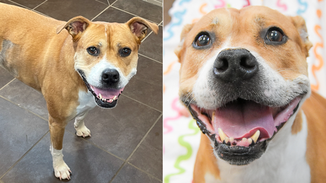 Des Moines shelters are overrun with dogs - Axios Des Moines