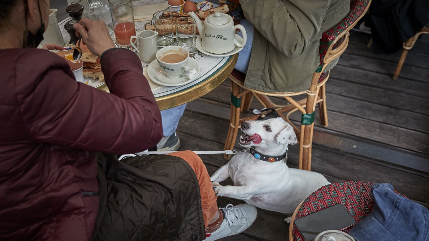 Your dog can join you for outdoor dining, FDA says