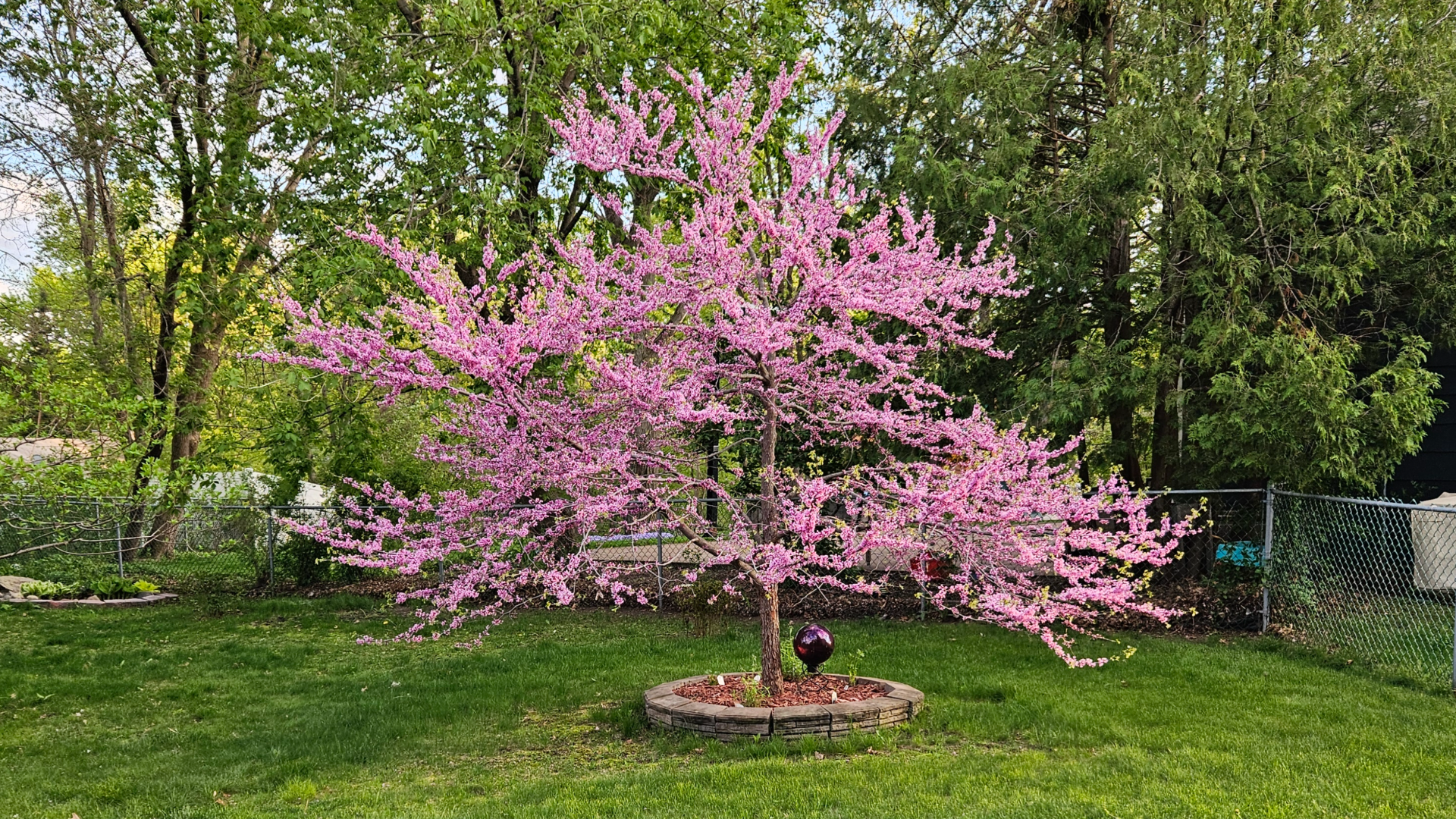 Photos: Spring has arrived in the Twin Cities and flowers and trees are blooming - Axios Twin Cities