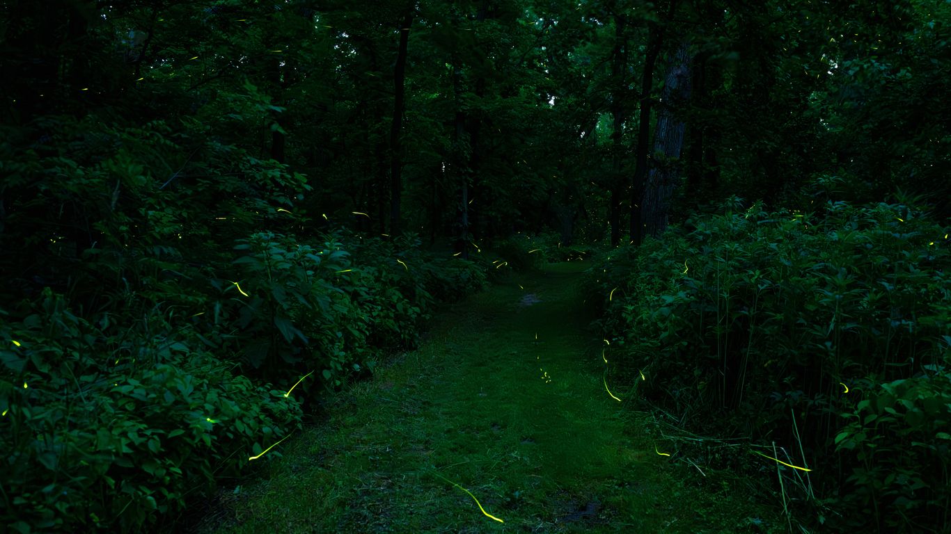 Iowa fireflies come out in droves - Axios Des Moines