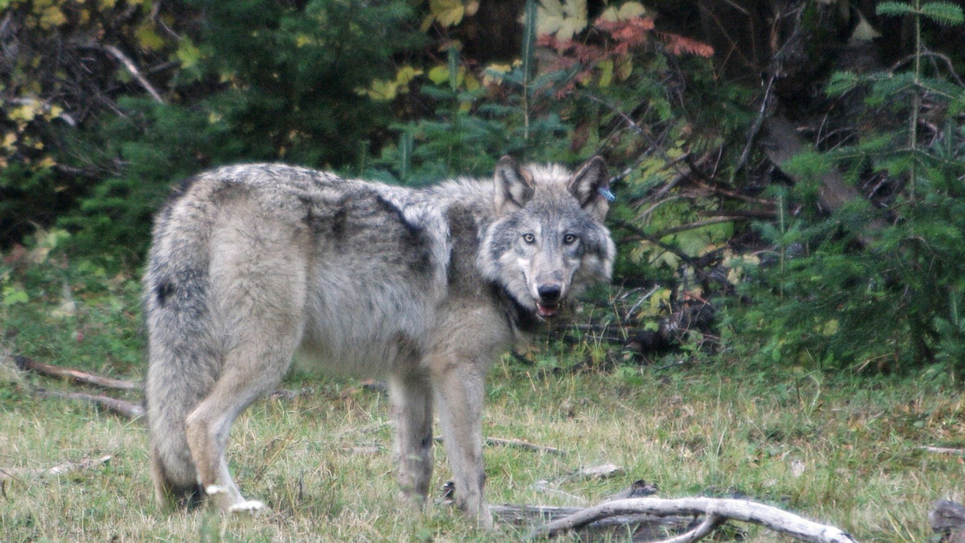 Oregon's gray wolf population at standstill following poaching ...