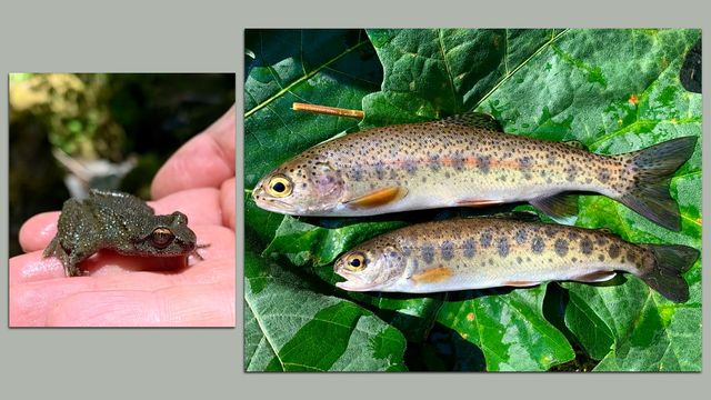Some fish and amphibians flourished after Oregon megafires - Axios Portland