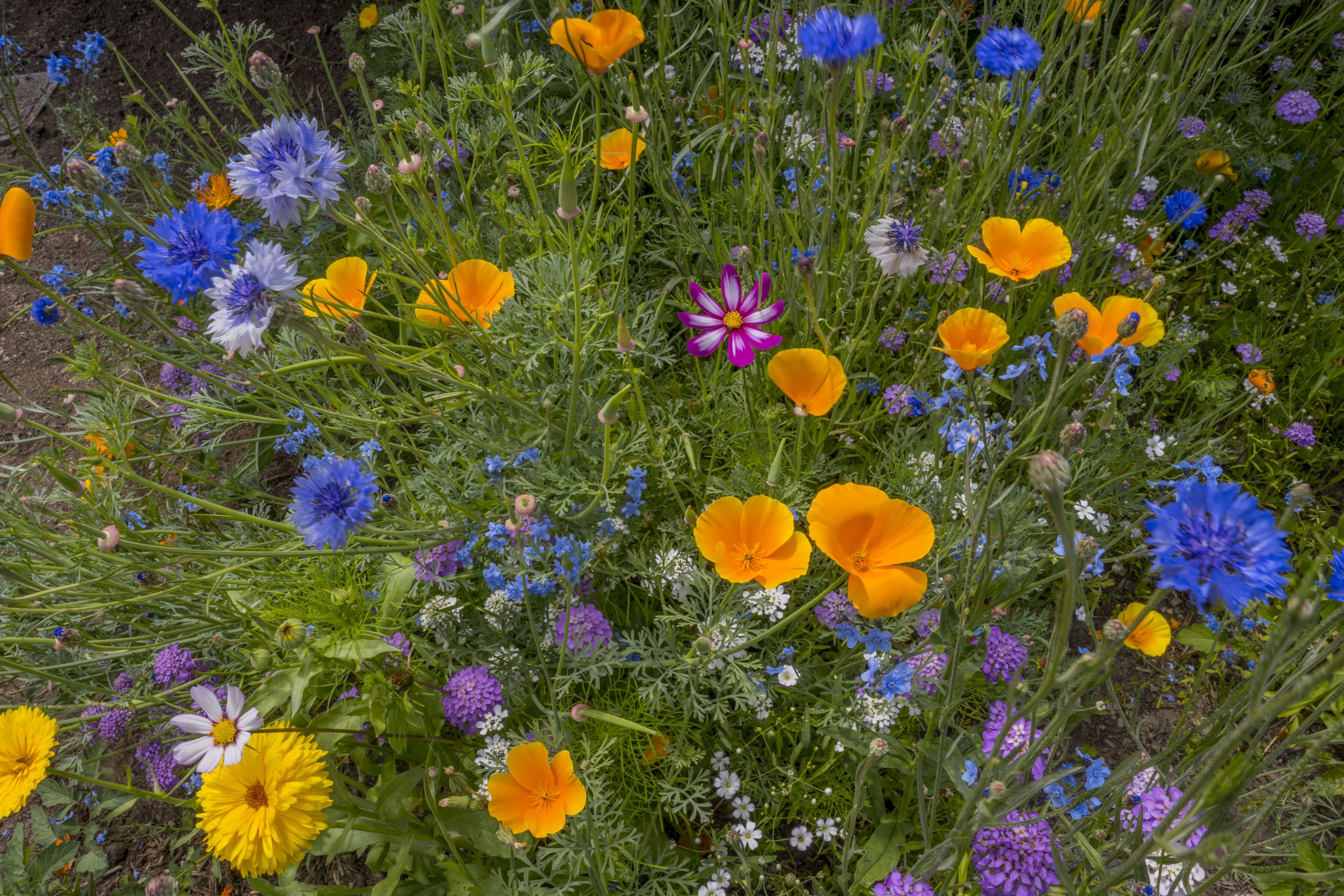 How to find the best wildflower blooms in Washington - Axios Seattle