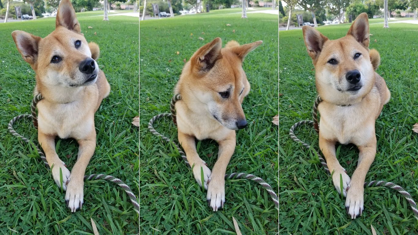 San Diego's trendiest pet names - Axios San Diego