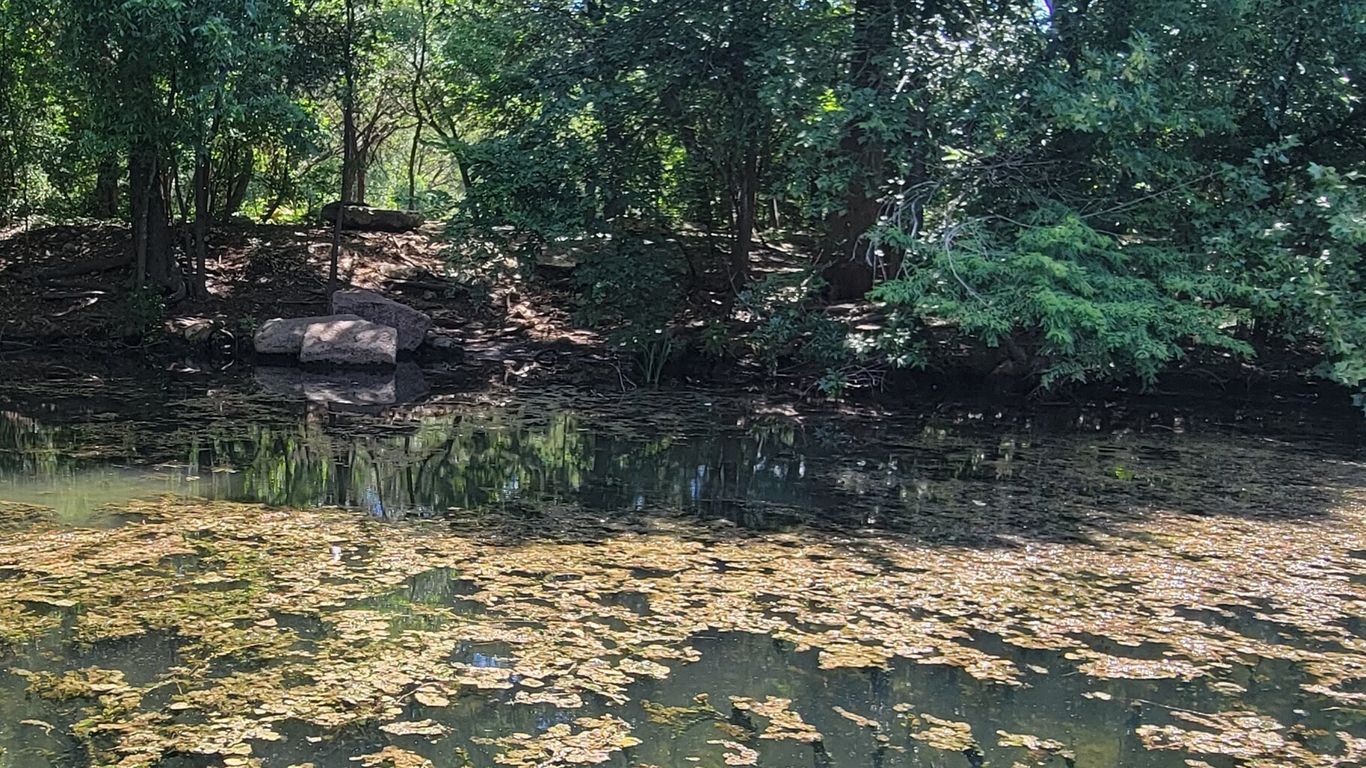 Blue-green algae has returned to Austin lakes - Axios Austin
