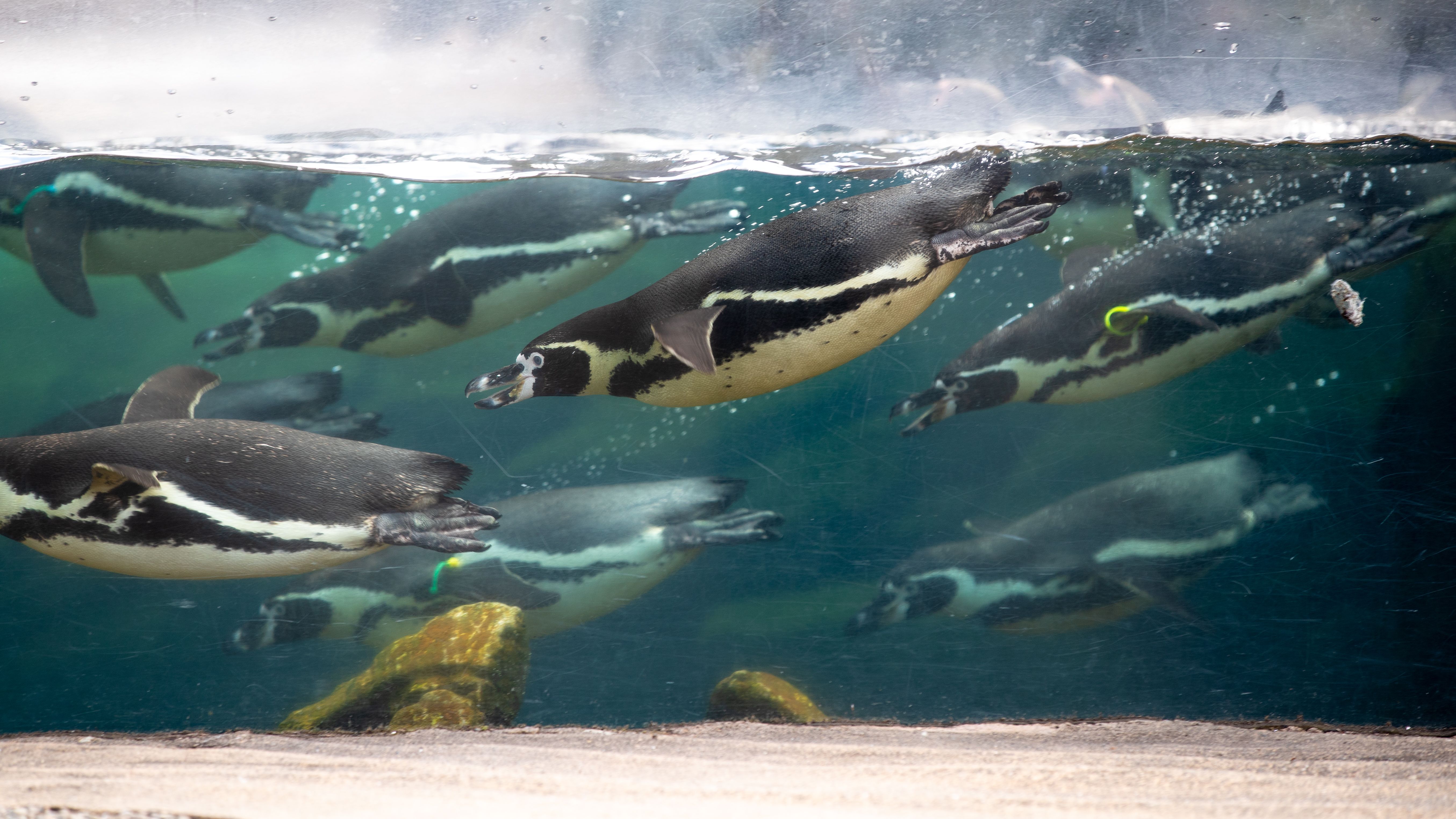 New penguin just dropped - Axios Seattle