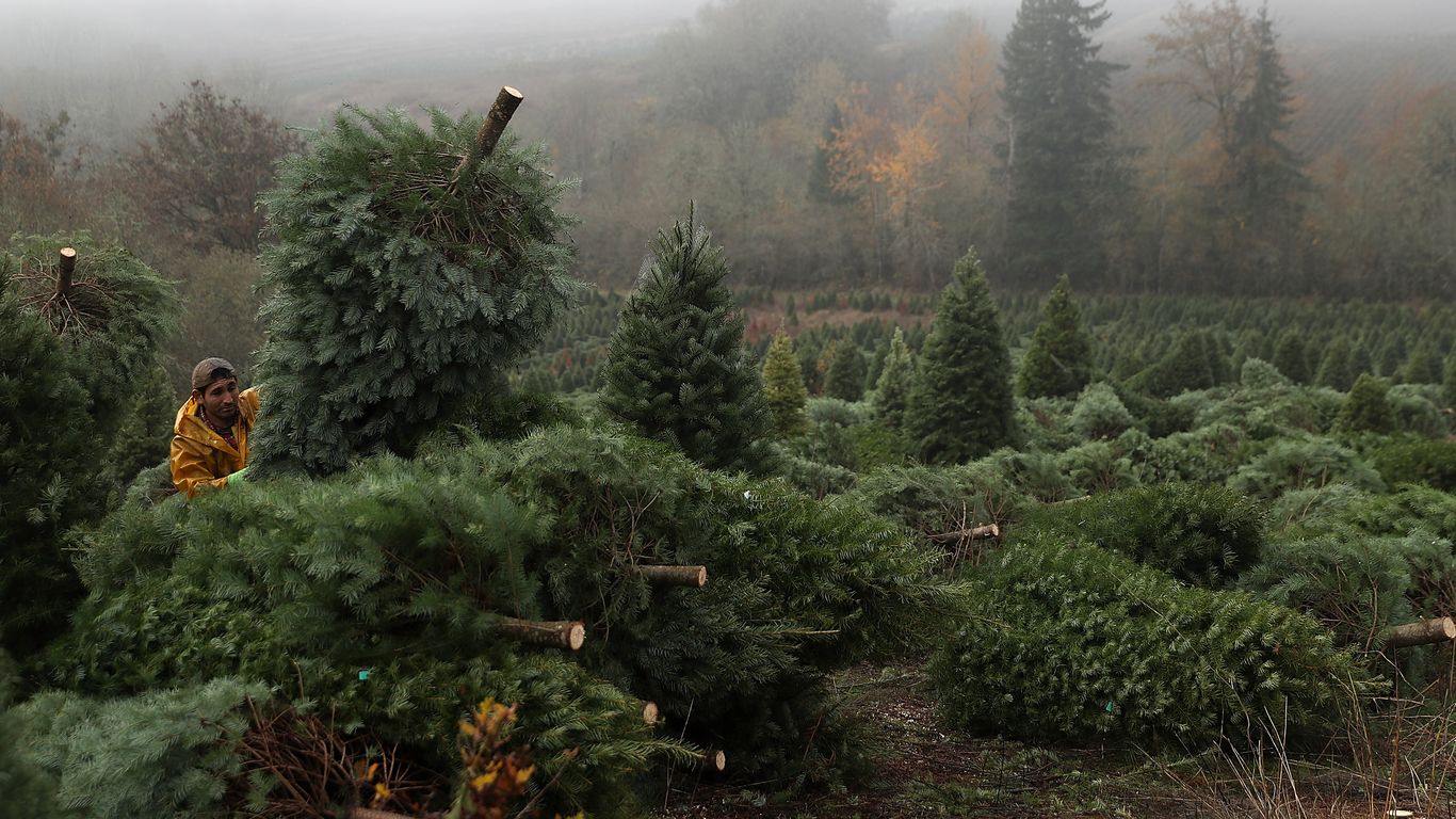 Where to find the perfect Christmas tree in Oregon - Axios Portland