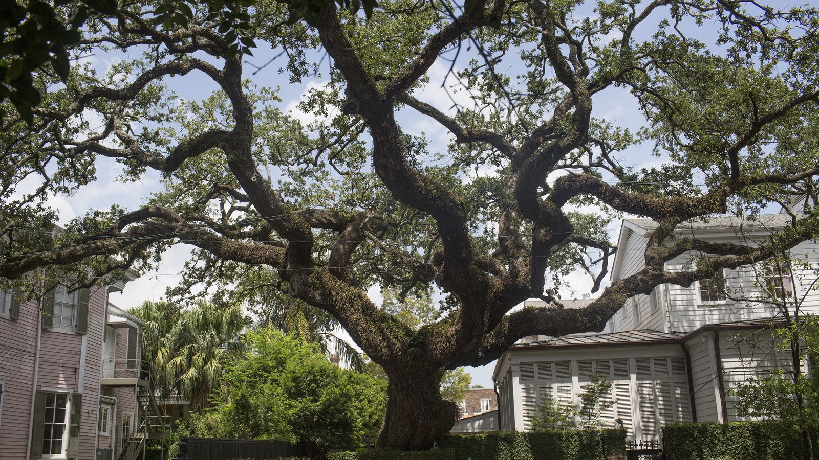 New Orleans removes 3 live oak trees within 24 hours - Axios New Orleans