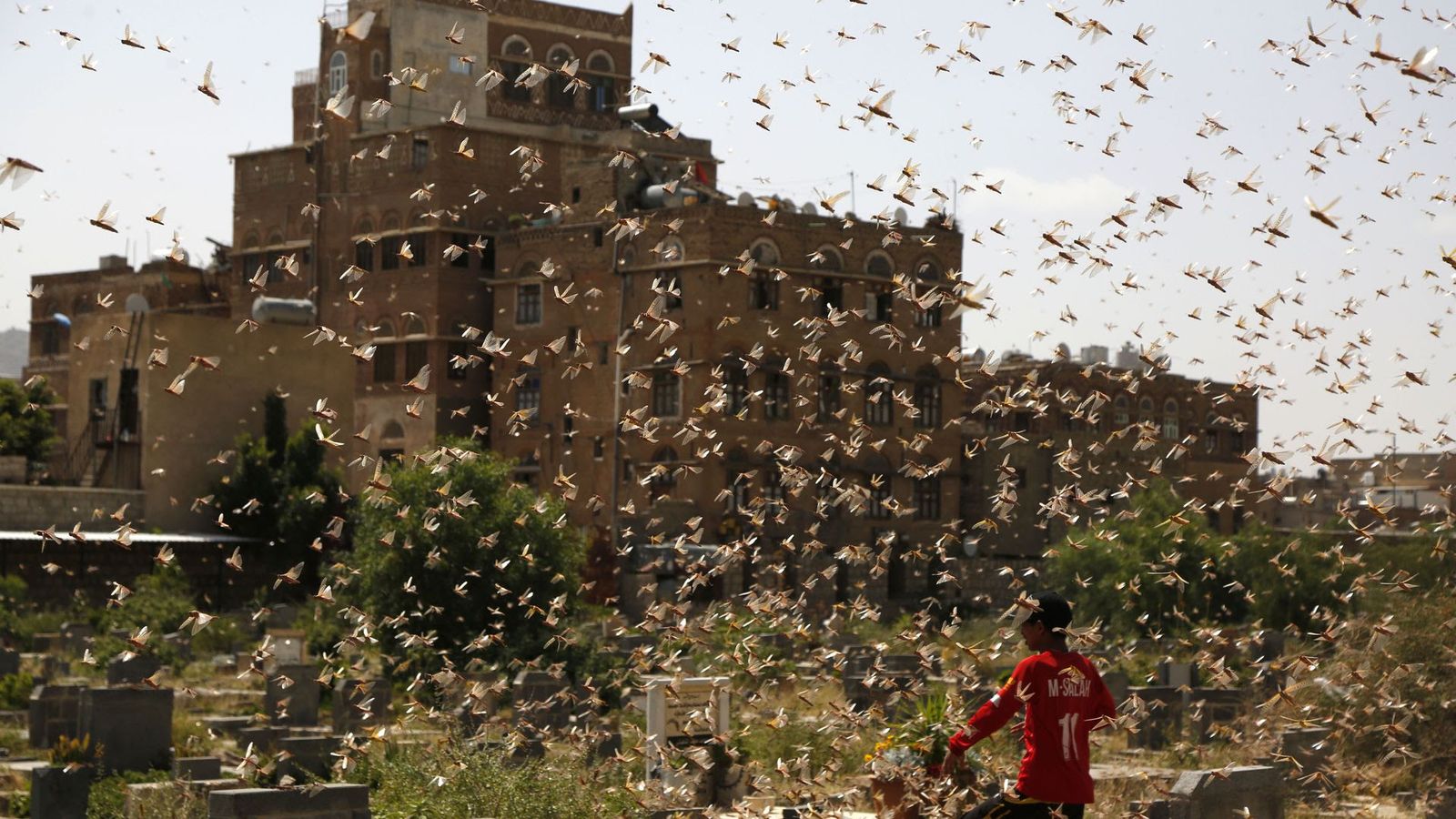 Massive locust plague poised to cut multiple countries' GDP
