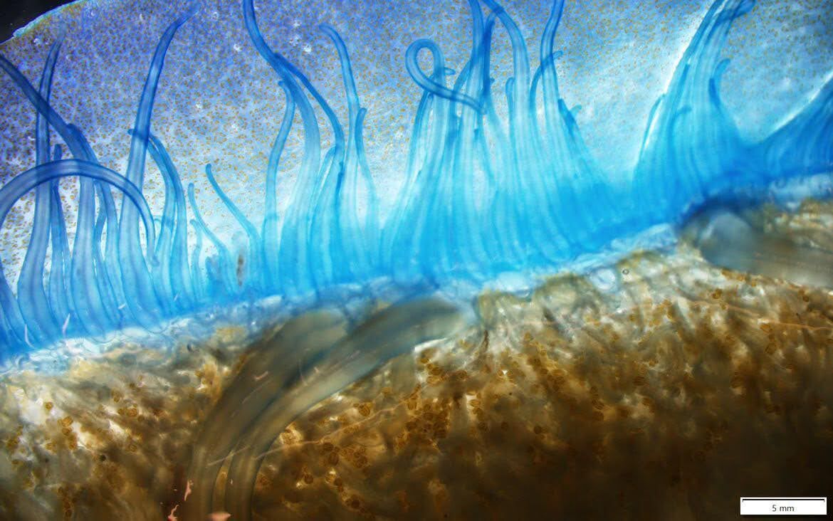 Blue jellyfish-looking creatures on San Diego beaches are Velella ...