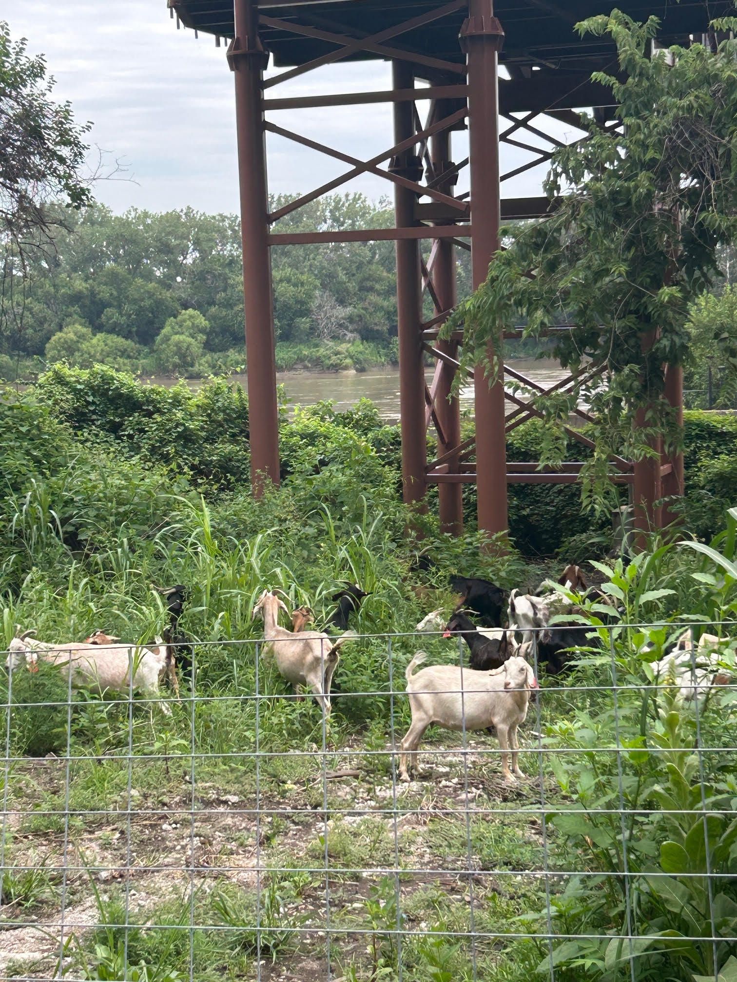 Goats to-go - Axios Kansas City
