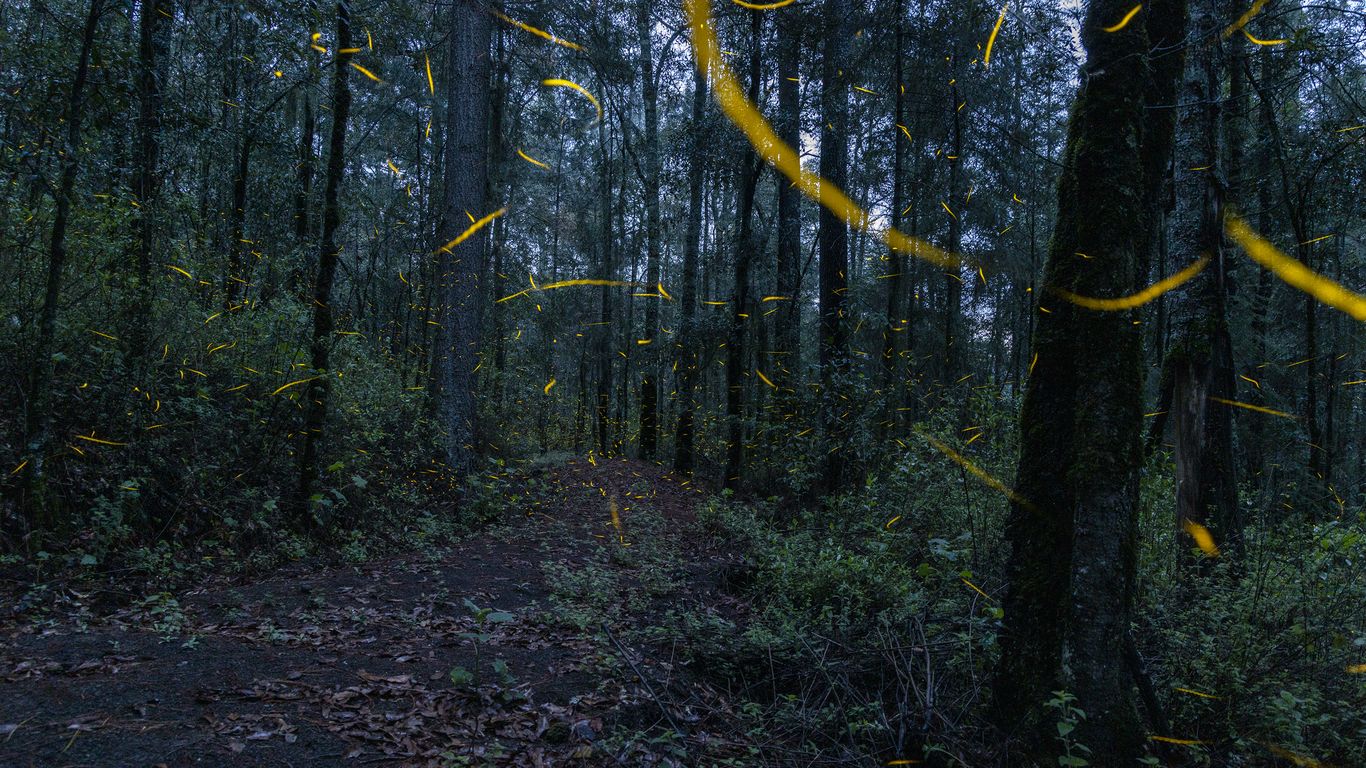 Colorado fireflies are a little-known wonder - Axios Denver