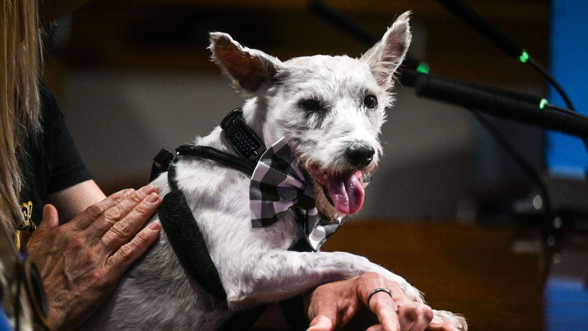 Scrim, legendary New Orleans dog, is back on the lam - Axios New Orleans