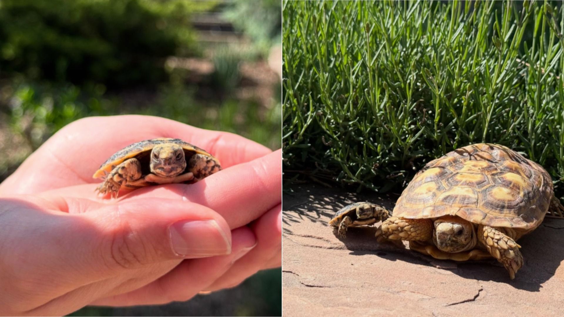 Critically endangered pancake tortoise hatches for first time at Denver ...
