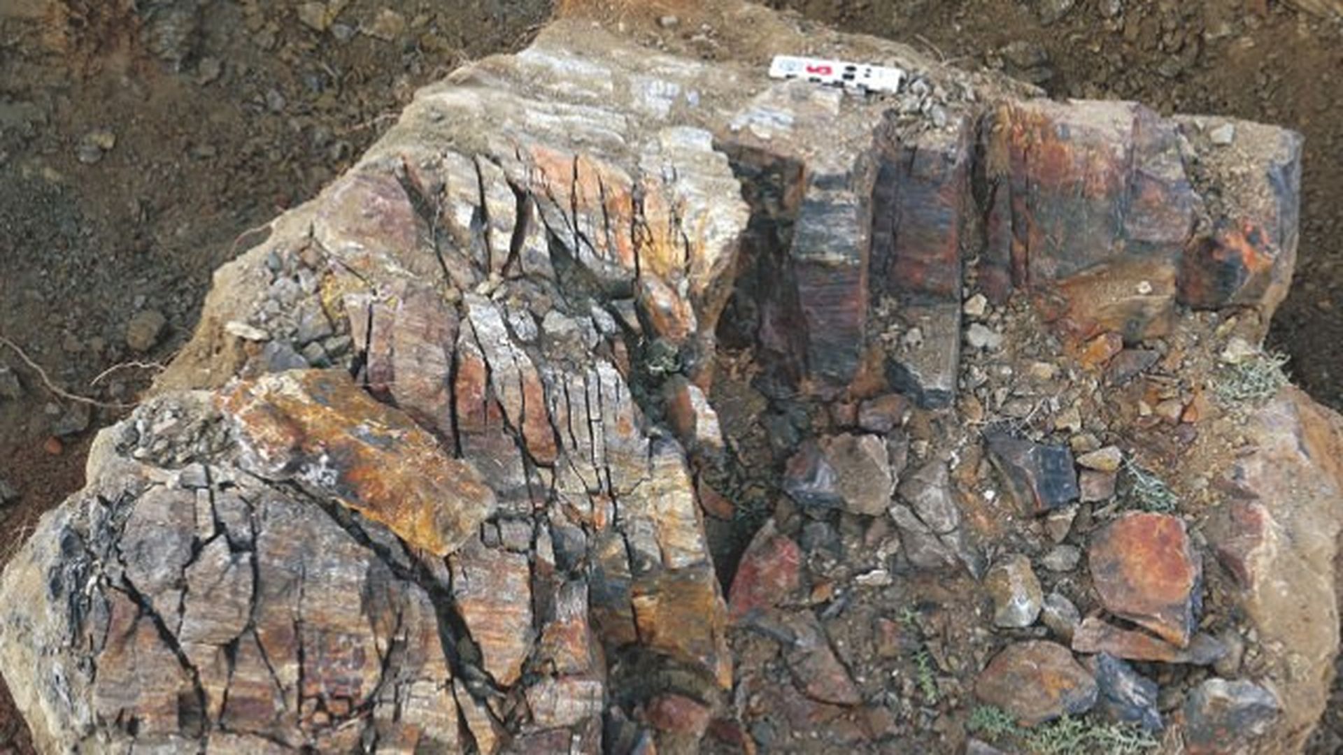 How Earth's earliest trees grew