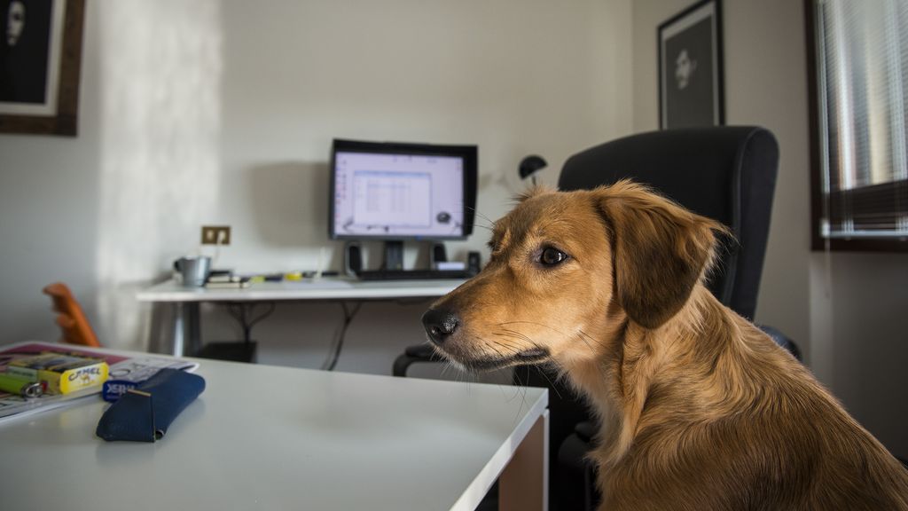 Take your dog to work being tested by Fujitsu in Japan with "dog office"