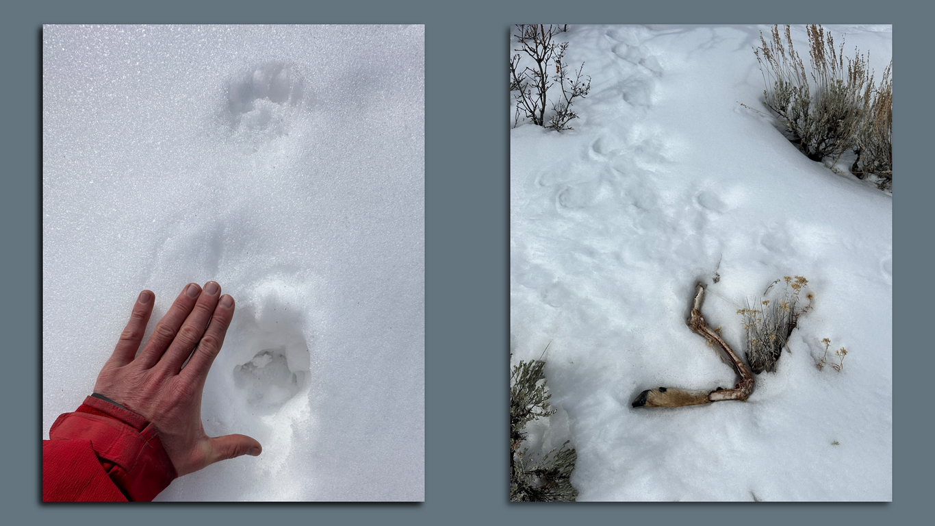 Dog that survived Colorado avalanche remains missing one year later as ...