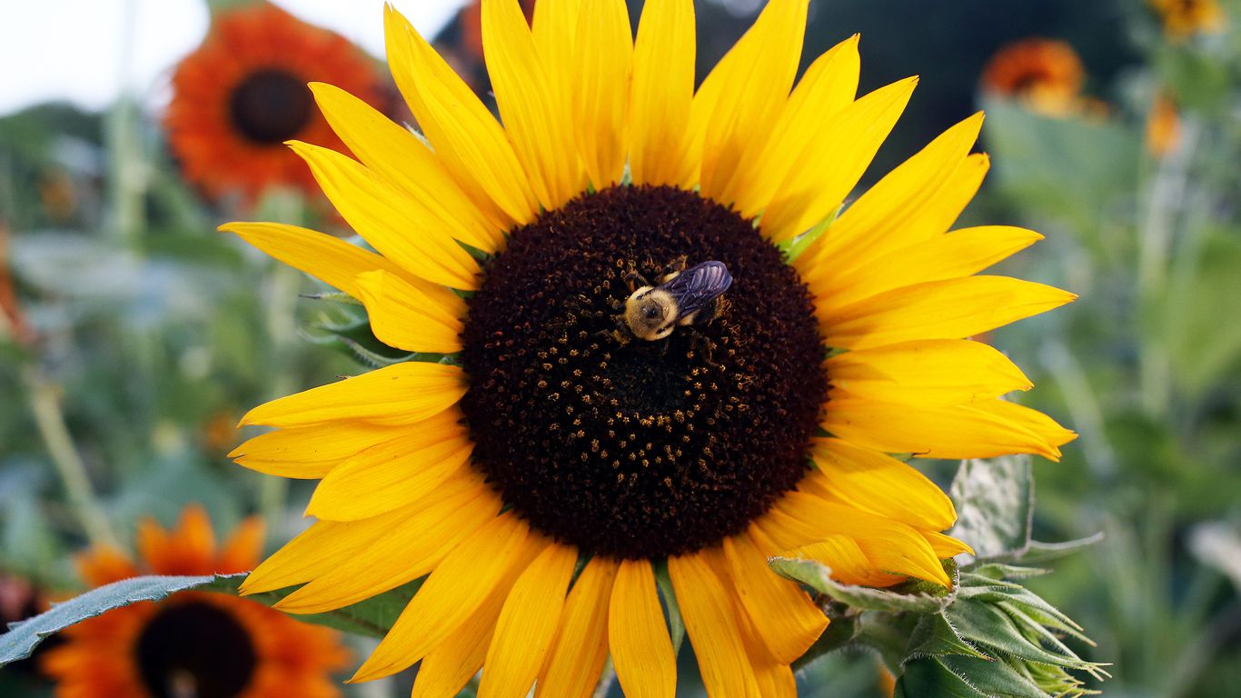 Sunflower season is upon us - Axios Raleigh