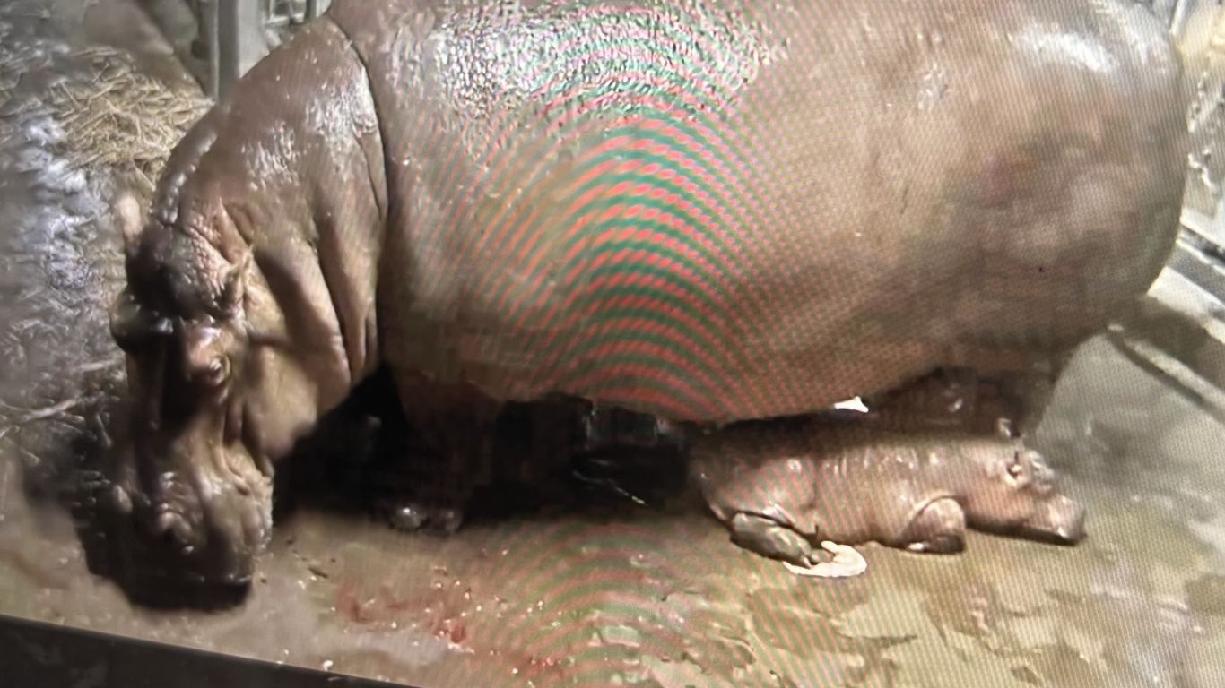 Cincinnati Zoo welcomes new baby hippo, sibling to Fiona - TrendRadars