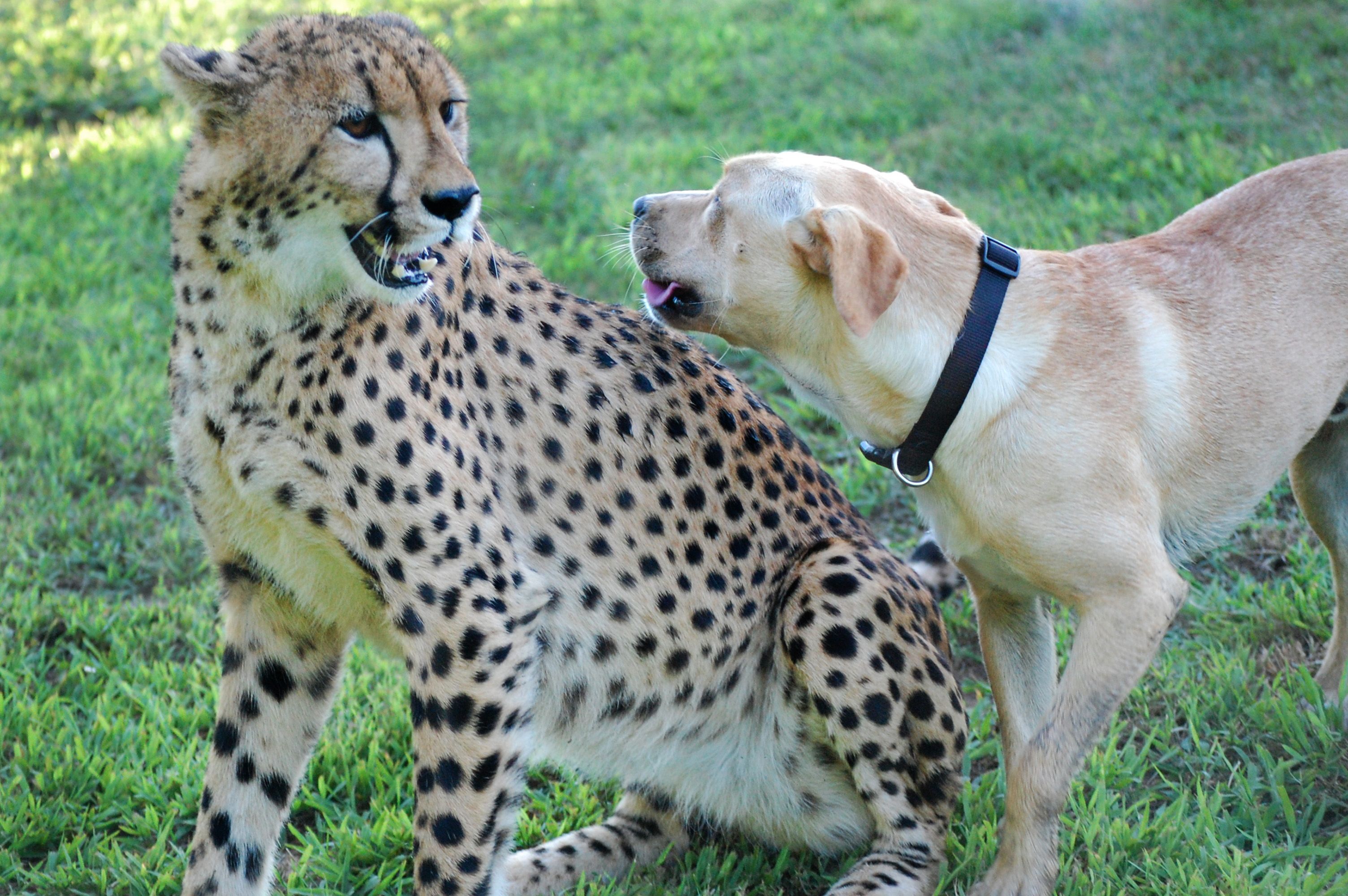 At Richmond zoo, a Labrador is a cheetah's best friend - Axios Richmond