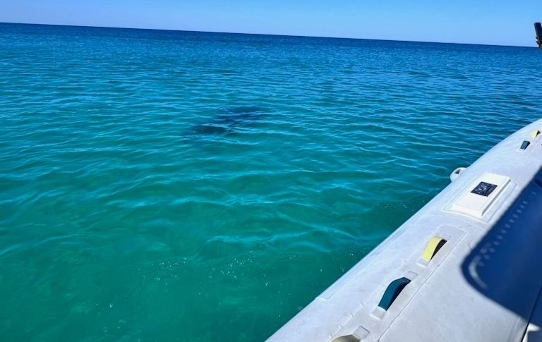 6 tips for avoiding shark attacks at Florida beaches - Axios New Orleans