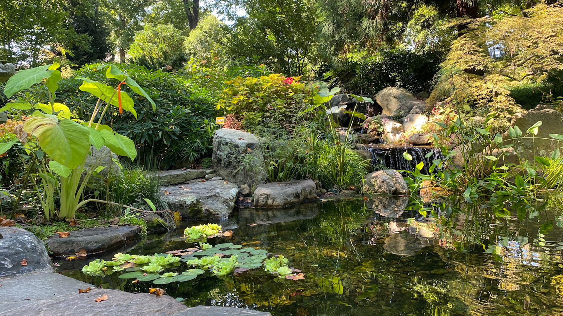 5 local gardens to see flowers in Charlotte - Axios Charlotte