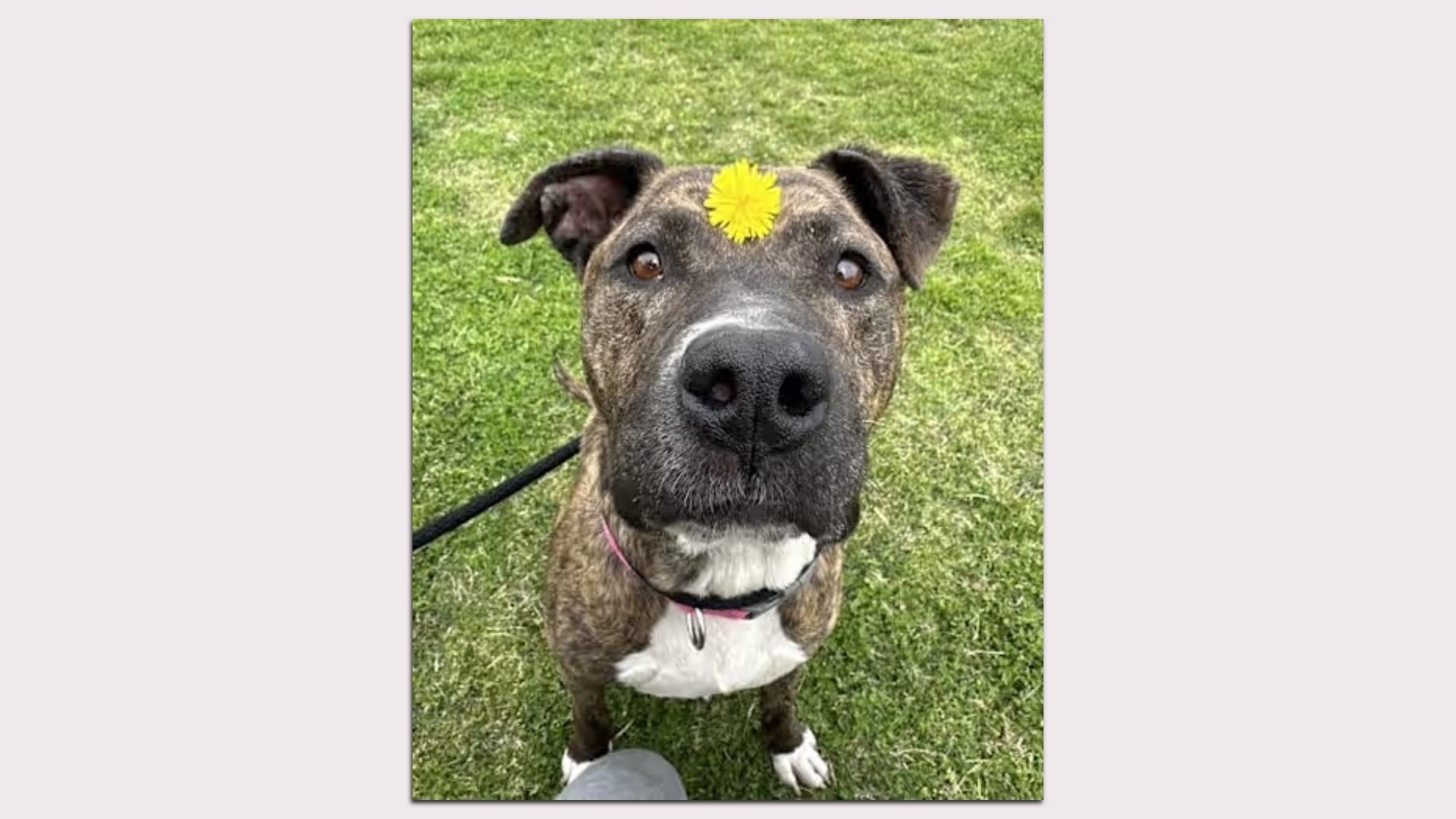 Requests to surrender dogs soar at Richmond's animal shelter - Axios ...