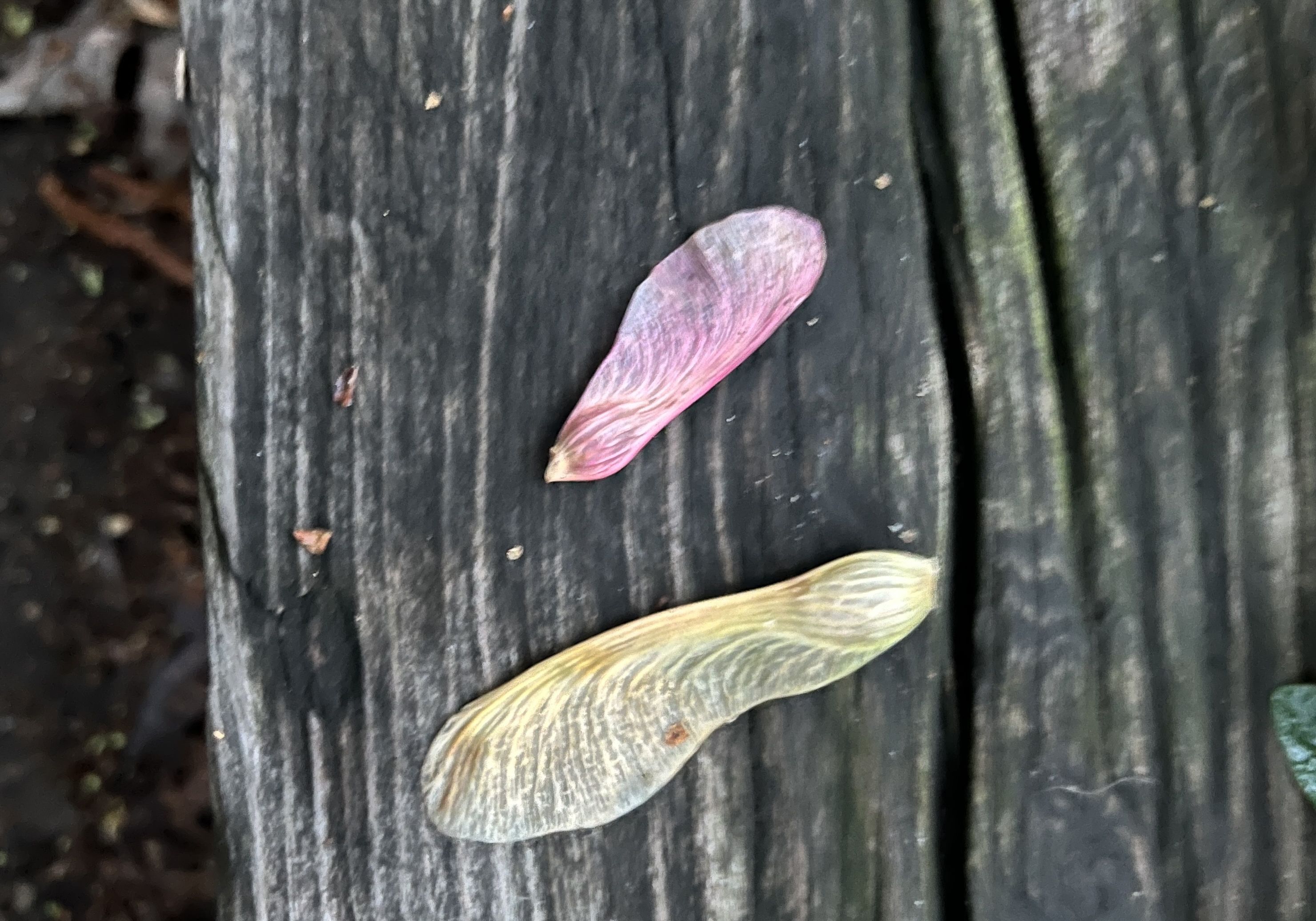 Why we're seeing pink maple helicopters and samaras in Chicago - Axios ...