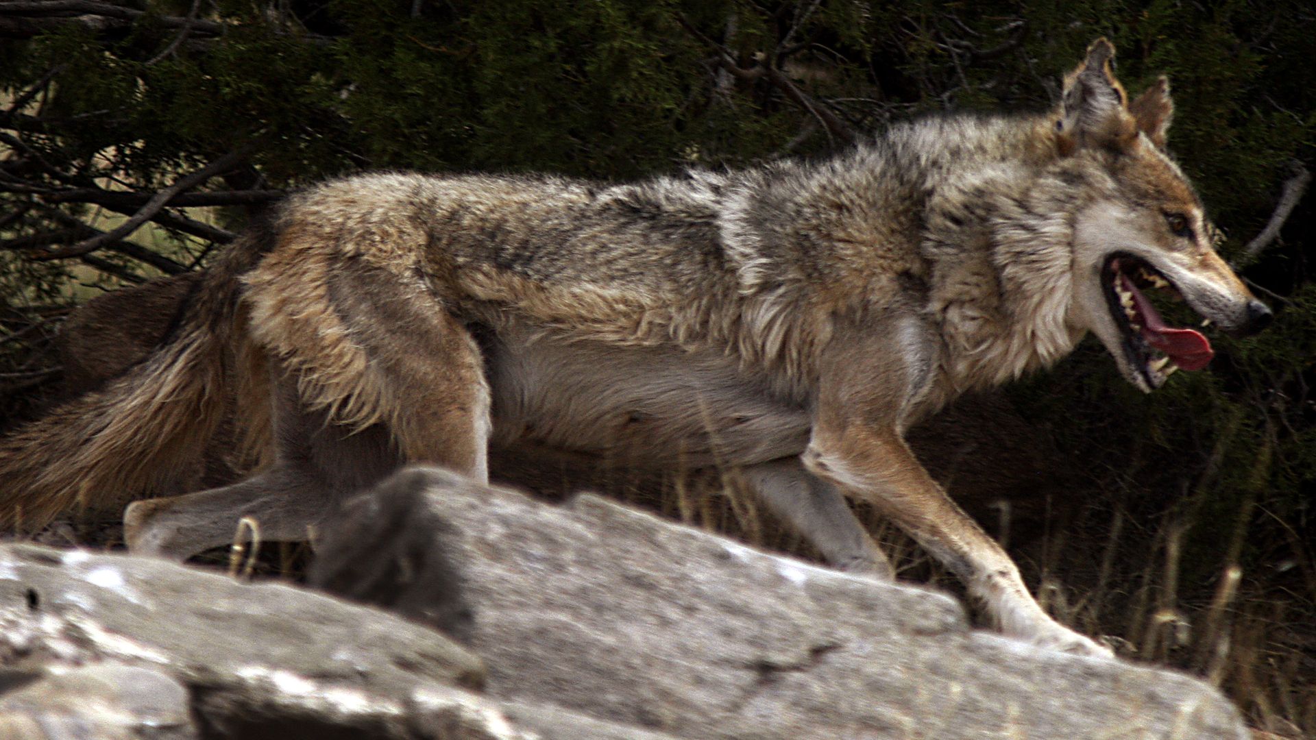 Battle over Mexican wolf highlights Hispanic ranchers' woes