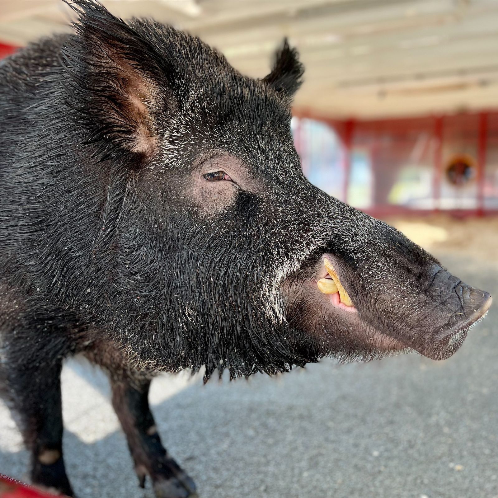Razorback Boar Tusks