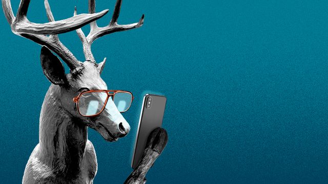 Deer hunting expands on Martha's Vineyard and Nantucket Islands amid ...