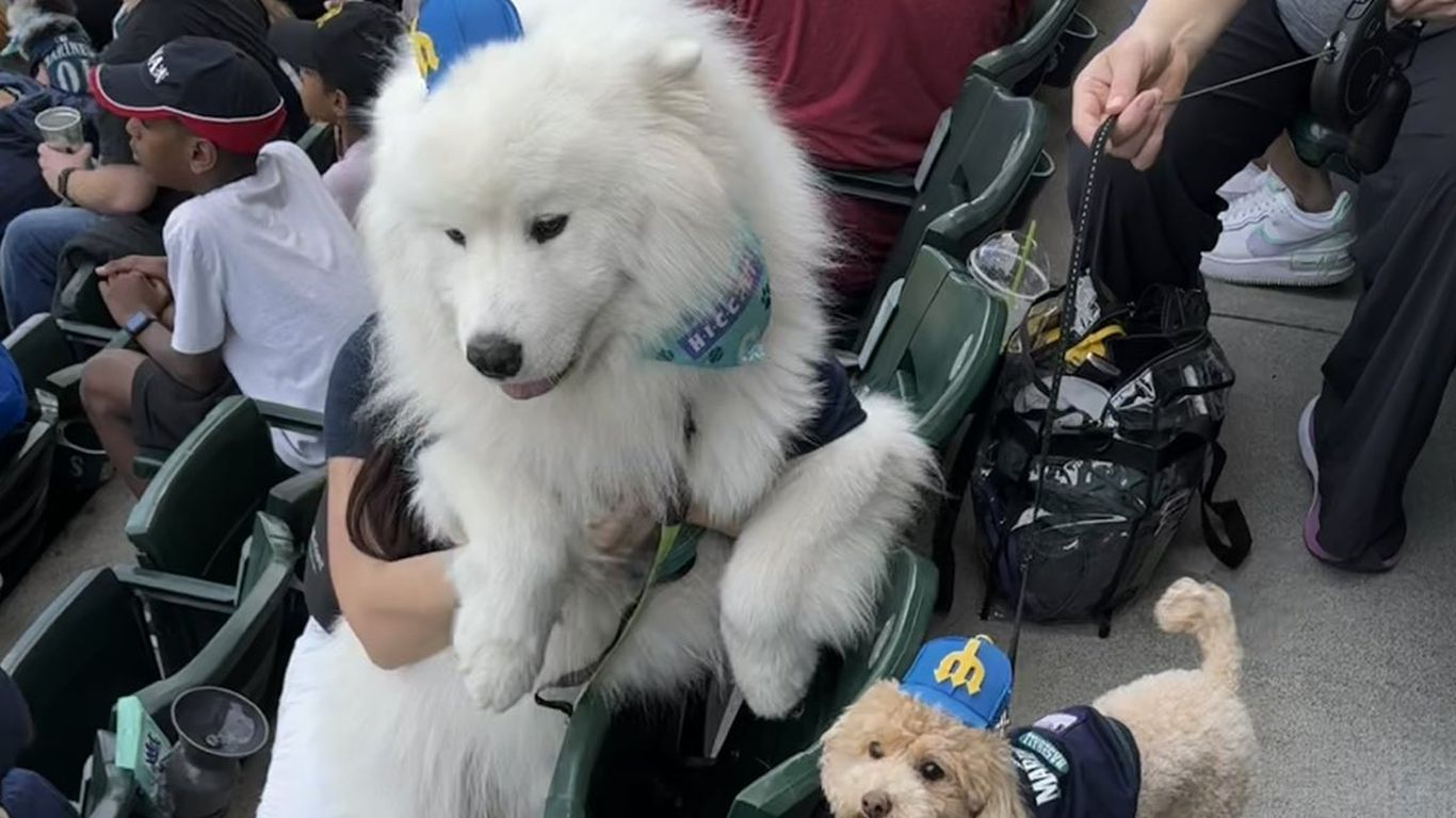 Where to get a Mariners hat for your pooch - Axios Seattle