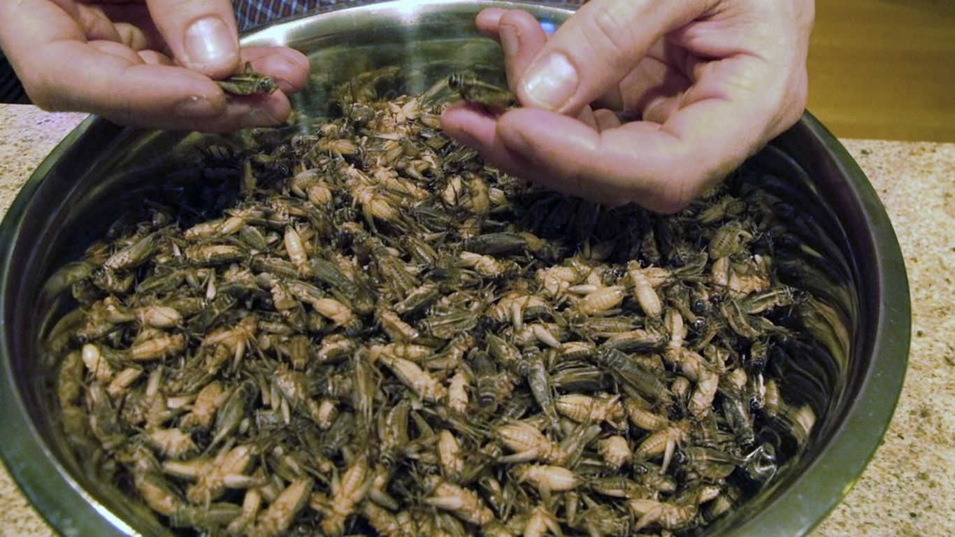 Eating insects could save the planet