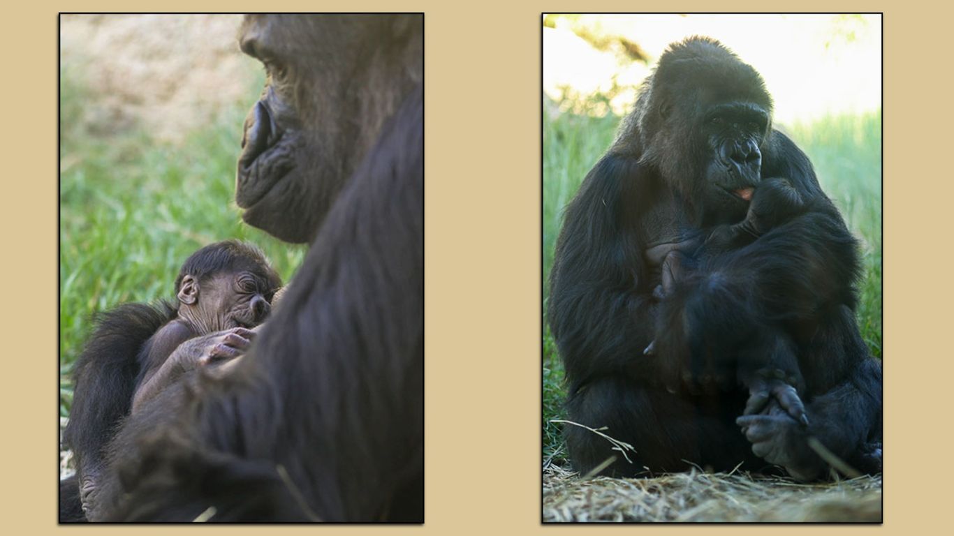 New baby gorilla born at Cheyenne Mountain Zoo - Axios Denver