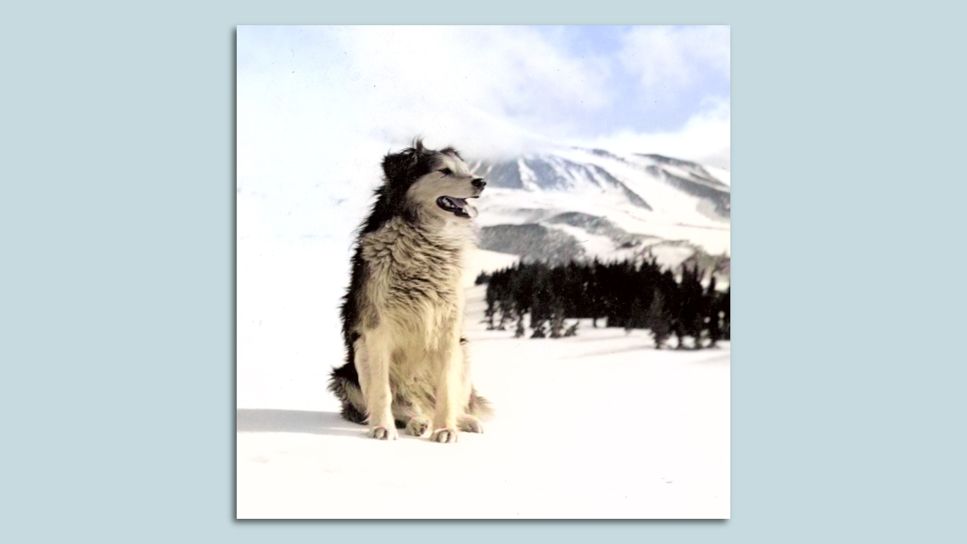 Meet Ranger, the canine alpinist - Axios Portland