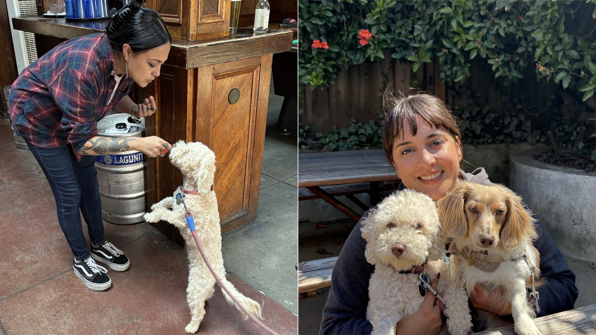 10 dog-friendly San Francisco bars - Axios San Francisco