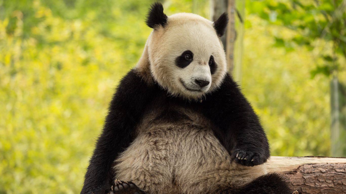 Giant pandas to return to D.C.'s National Zoo - Axios Washington D.C.