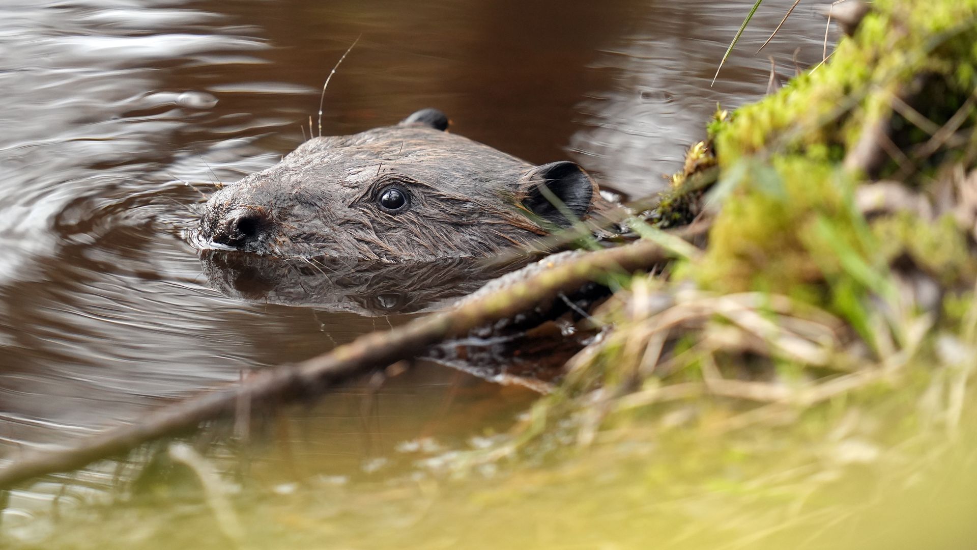 How beavers are restoring wetlands around Portland - Axios Portland
