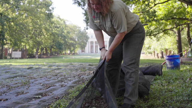 Tennessee is harvesting white oak acorns from Vanderbilt to replenish ...