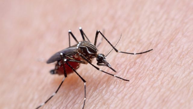 How dengue makes the immune system the enemy