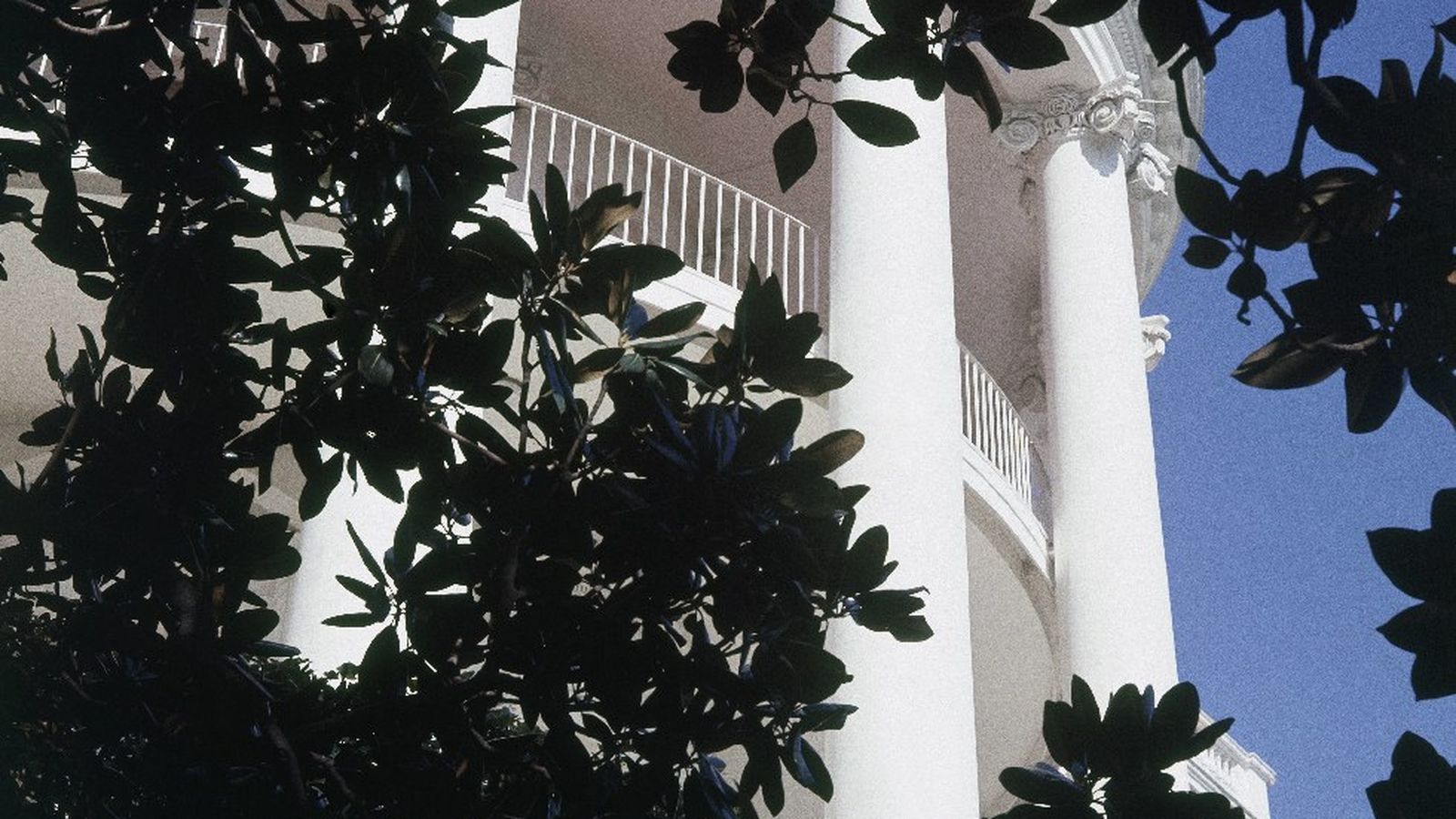 White House plans to cut down and replace 200-year-old tree