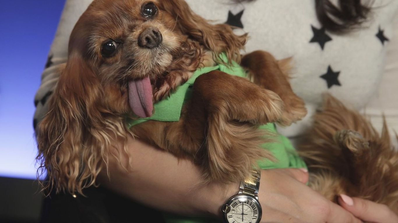 The science behind therapy dogs isn't there