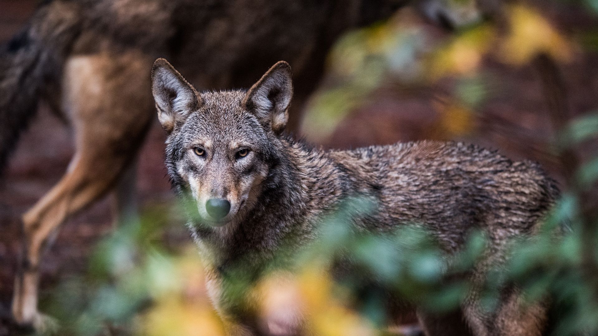Endangered Red Wolves will be released in North Carolina again after ...