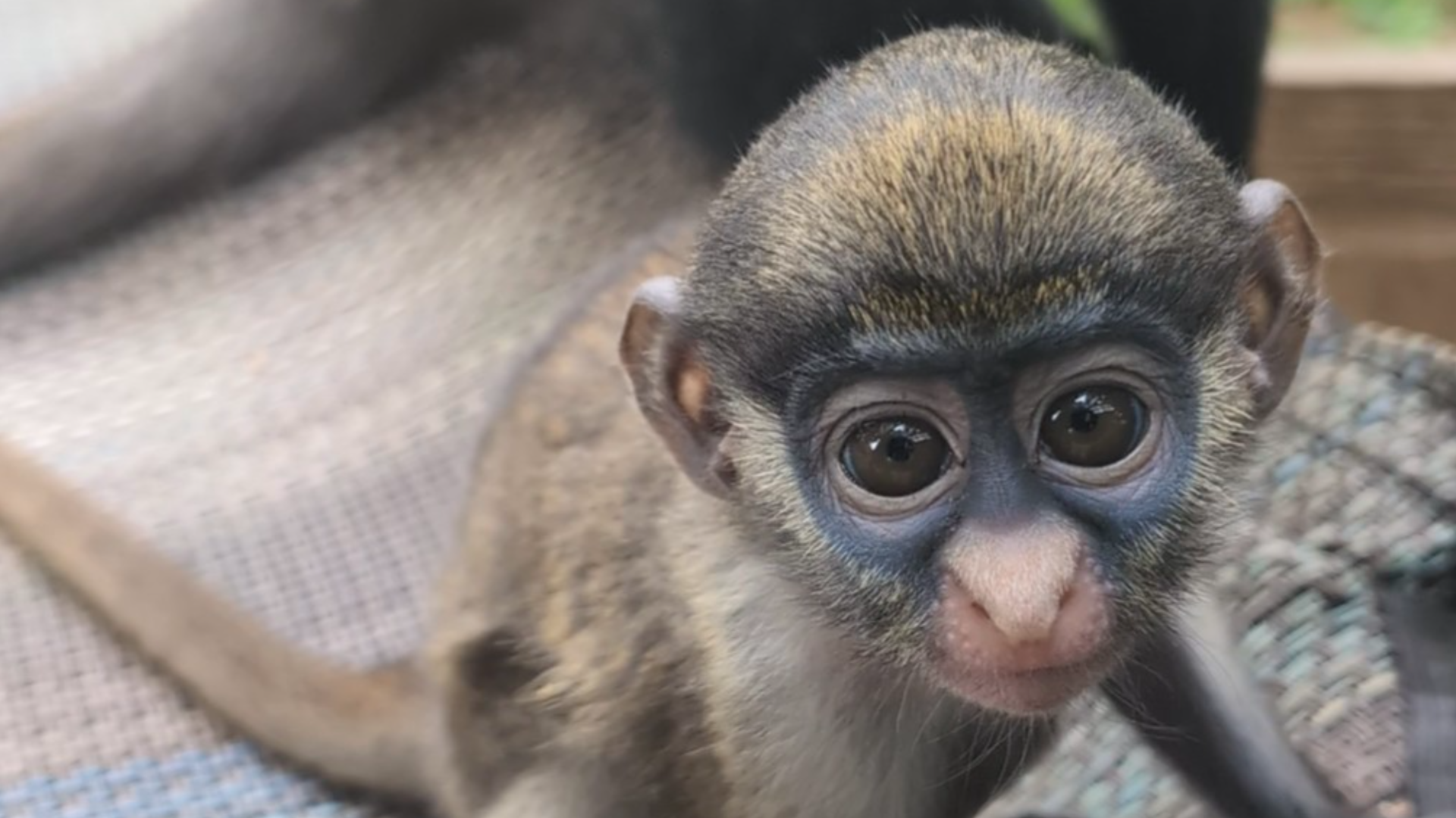 Meet the Philadelphia Zoo's new animals of 2024 - Axios Philadelphia