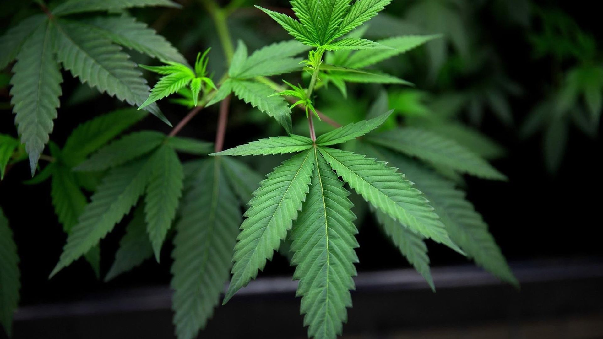 How Illinois compares to other states on price of marijuana - Axios Chicago