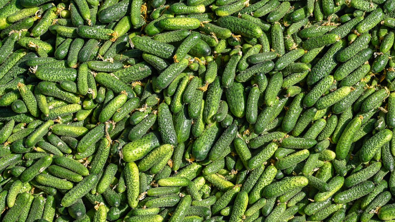 PE firm Swander Pace puts portfolio company Patriot Pickle up for sale