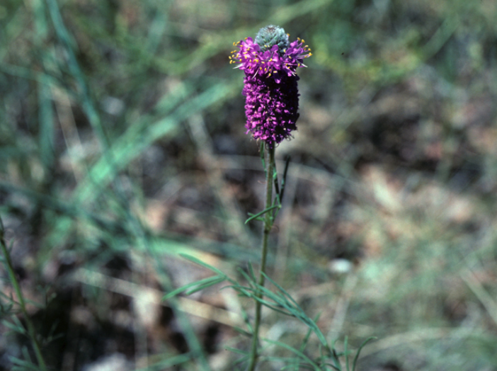 The best native plants for gardening in Denver - Axios Denver